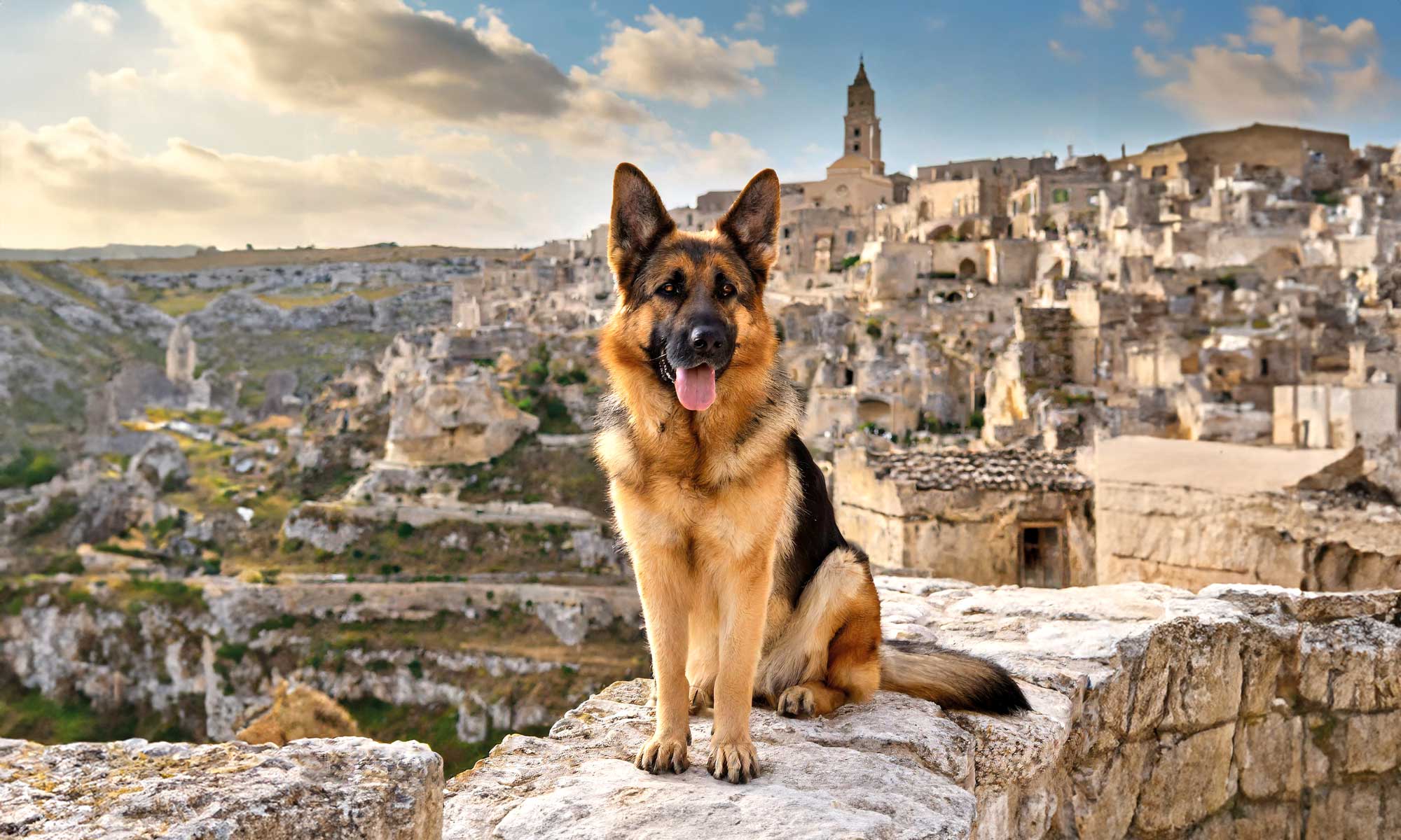 Vincent PetFood | Dry dog and cat food | Kibble