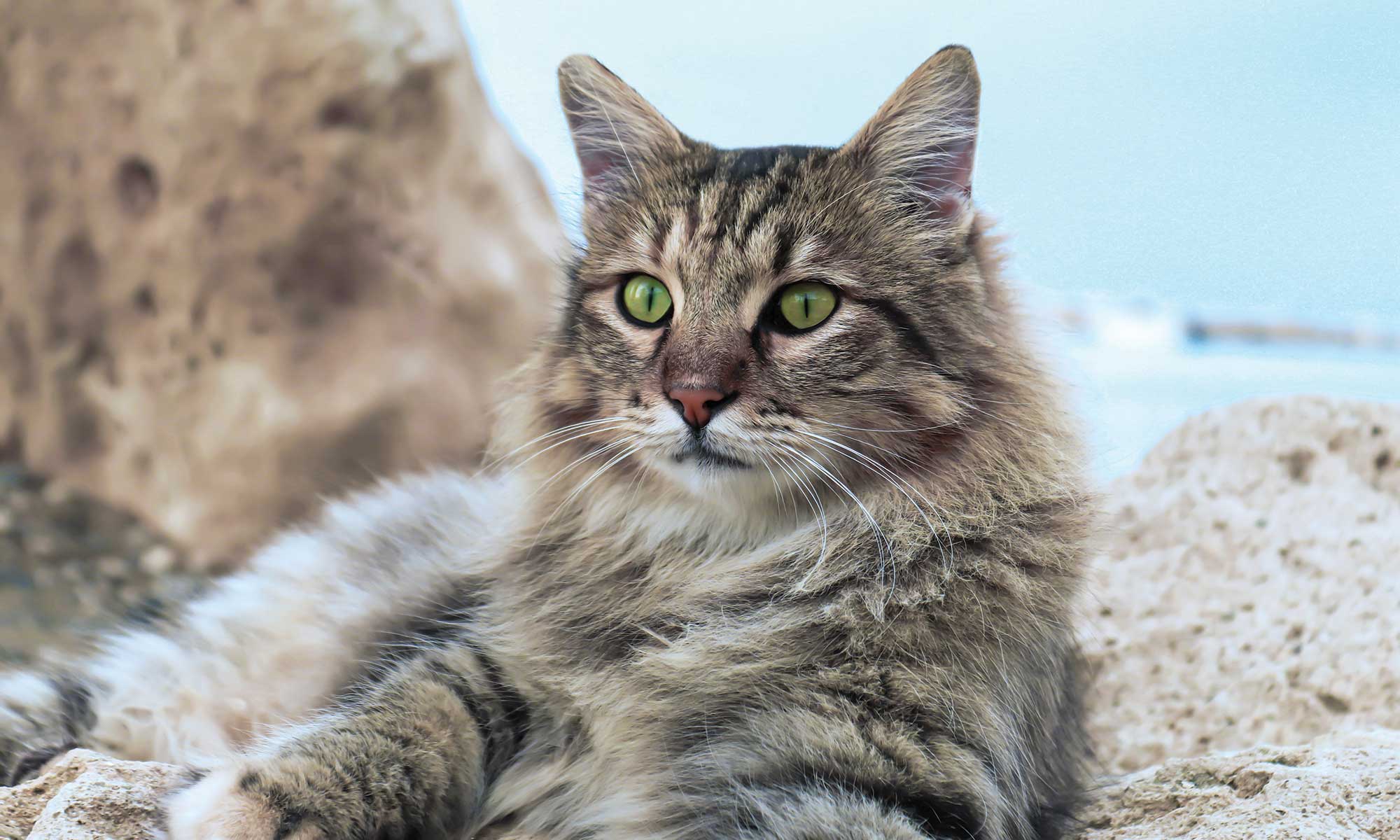 VincentNatura | Dry pet food for sterilized cats - Chicken | 100% Made ...